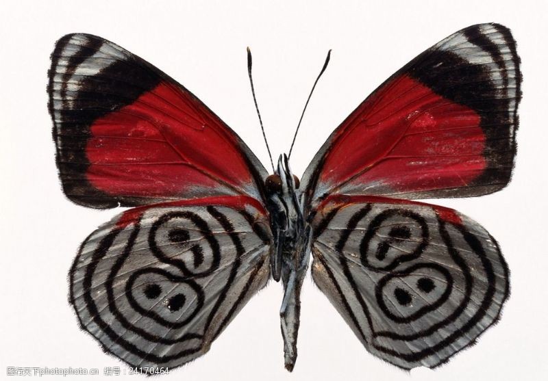 hudie图片免费下载_hudie素材_hudie模板-图行天下素材网