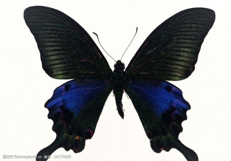 hudie图片免费下载_hudie素材_hudie模板-图行天下素材网