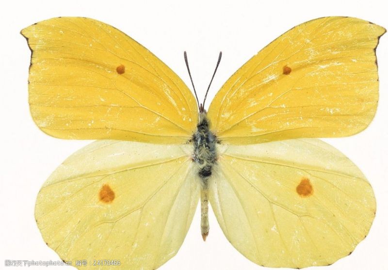 hudie图片免费下载_hudie素材_hudie模板-图行天下素材网